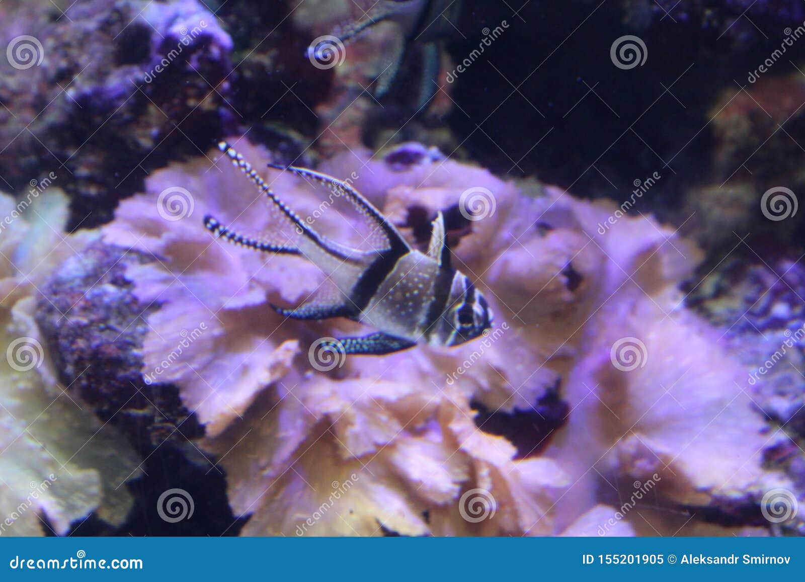 Fish in Sea Water. Beautiful, Colorful Views Stock Image - Image of ...