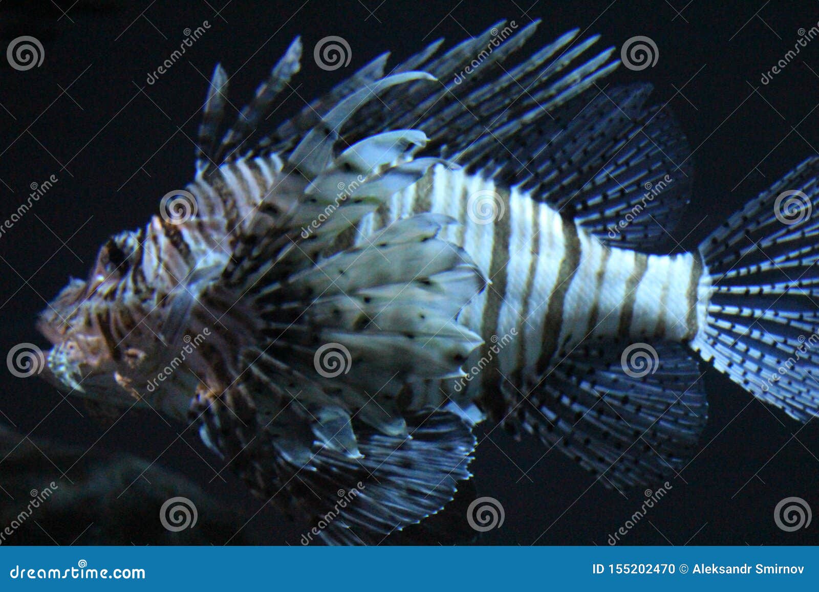 Fish in Sea Water. Beautiful, Colorful Views Stock Photo - Image of ...