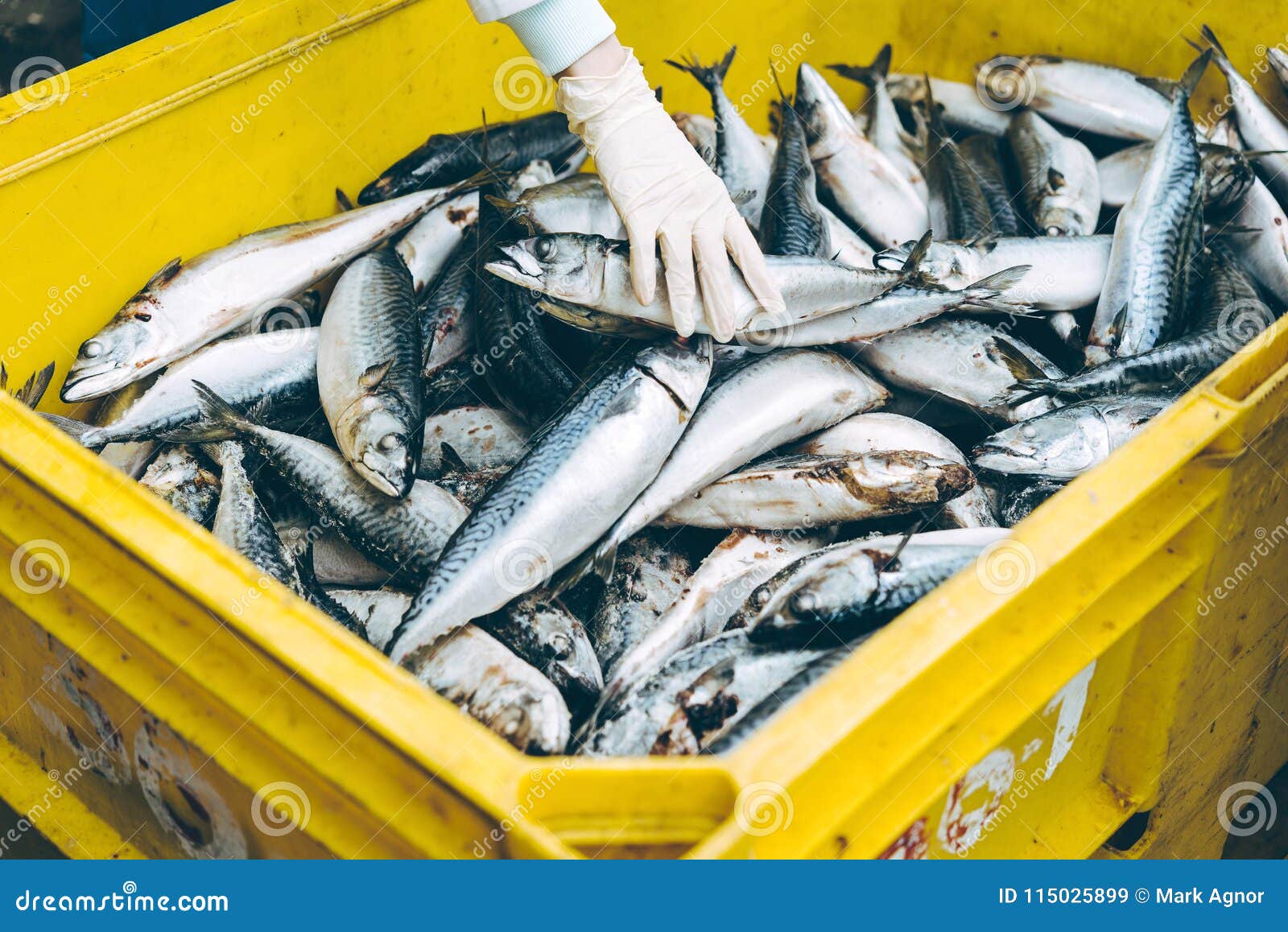 Fish seafood factory stock image. Image of cold, fish - 115025899