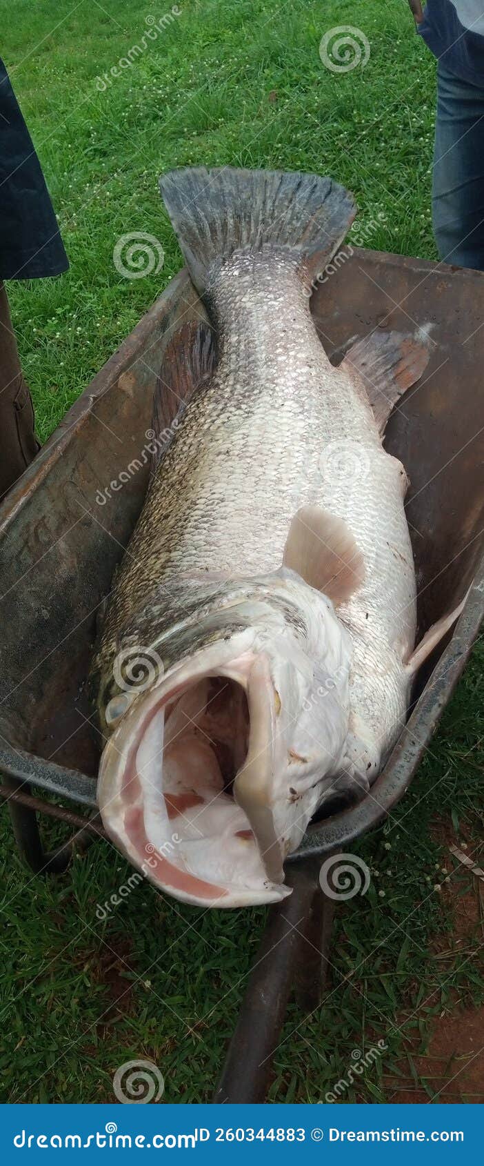 Fish stock image. Image of seagha, seafood, freshly - 260344883