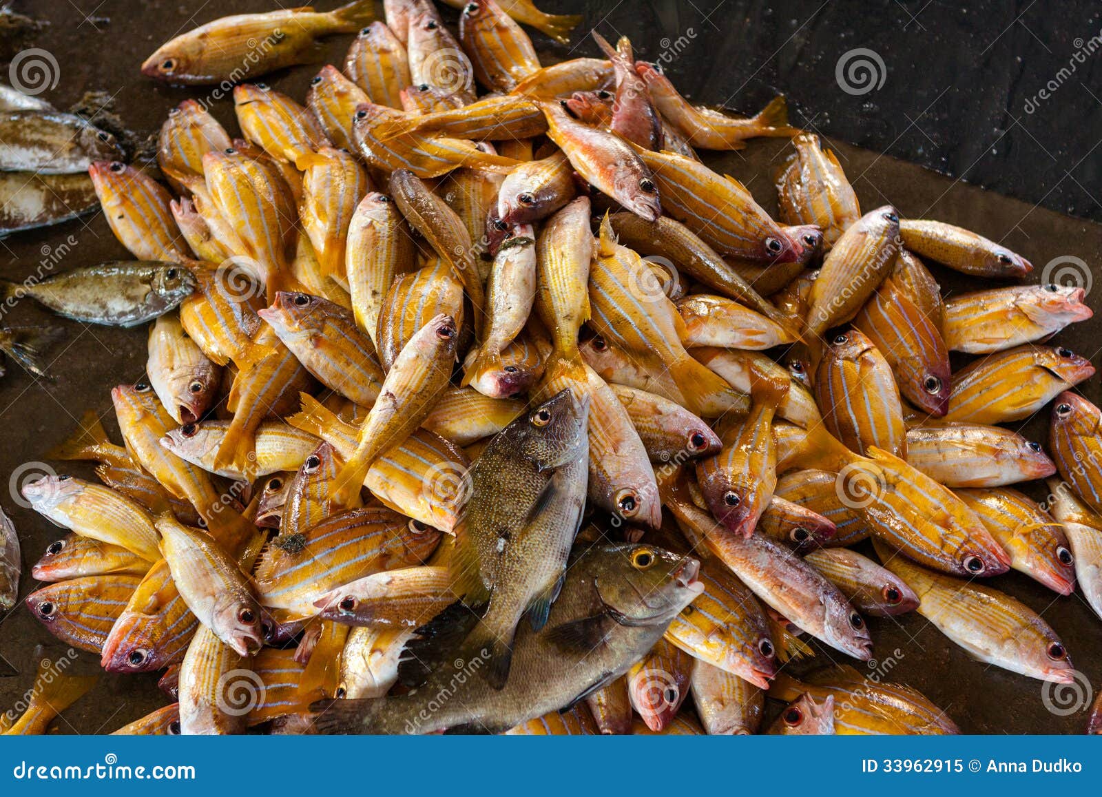 Fish and Seafood at Seamarket in Sri Lanka Stock Image - Image of food ...