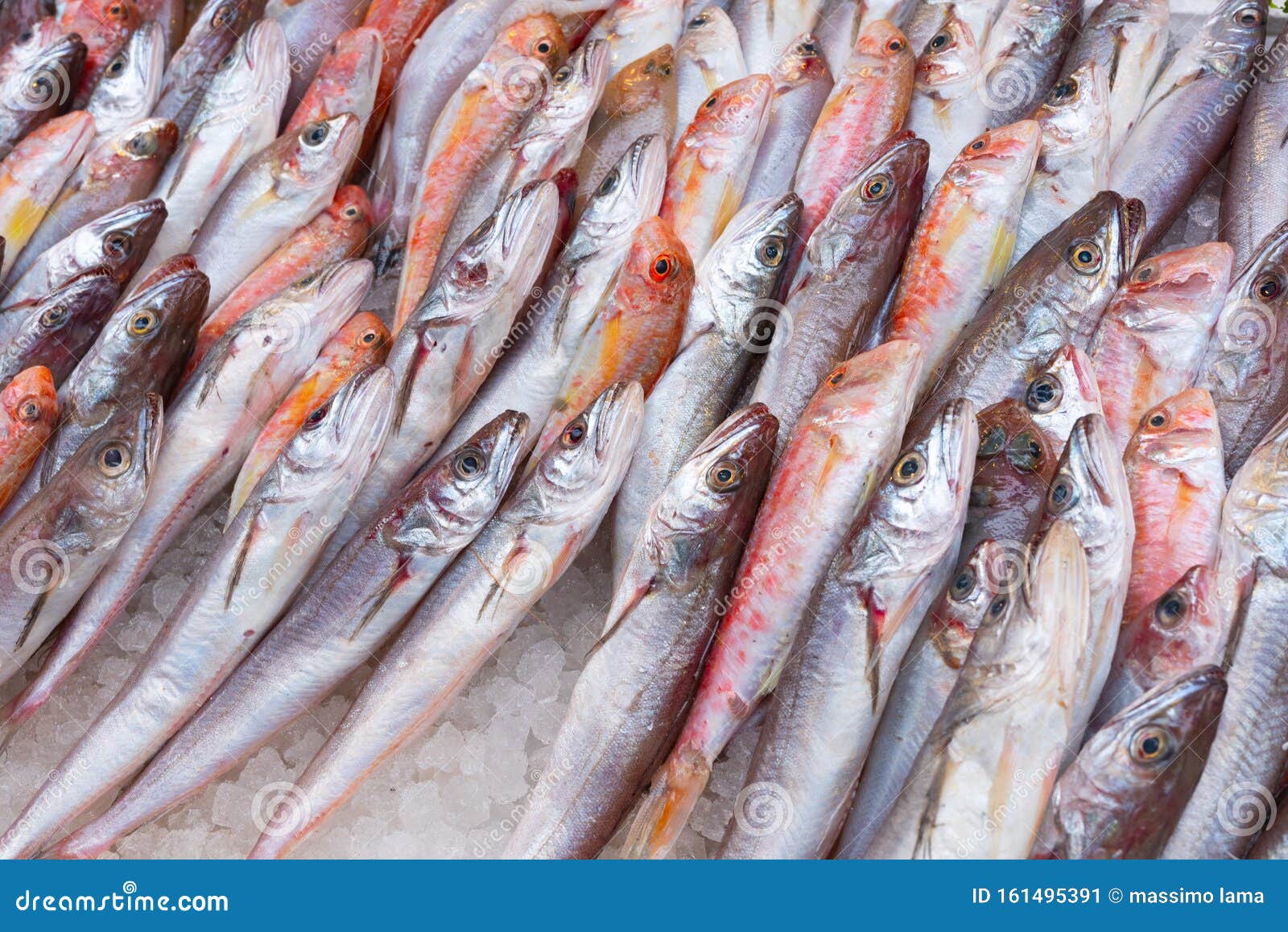 Fish at seamarket stock image. Image of marine, lampuga - 161495391