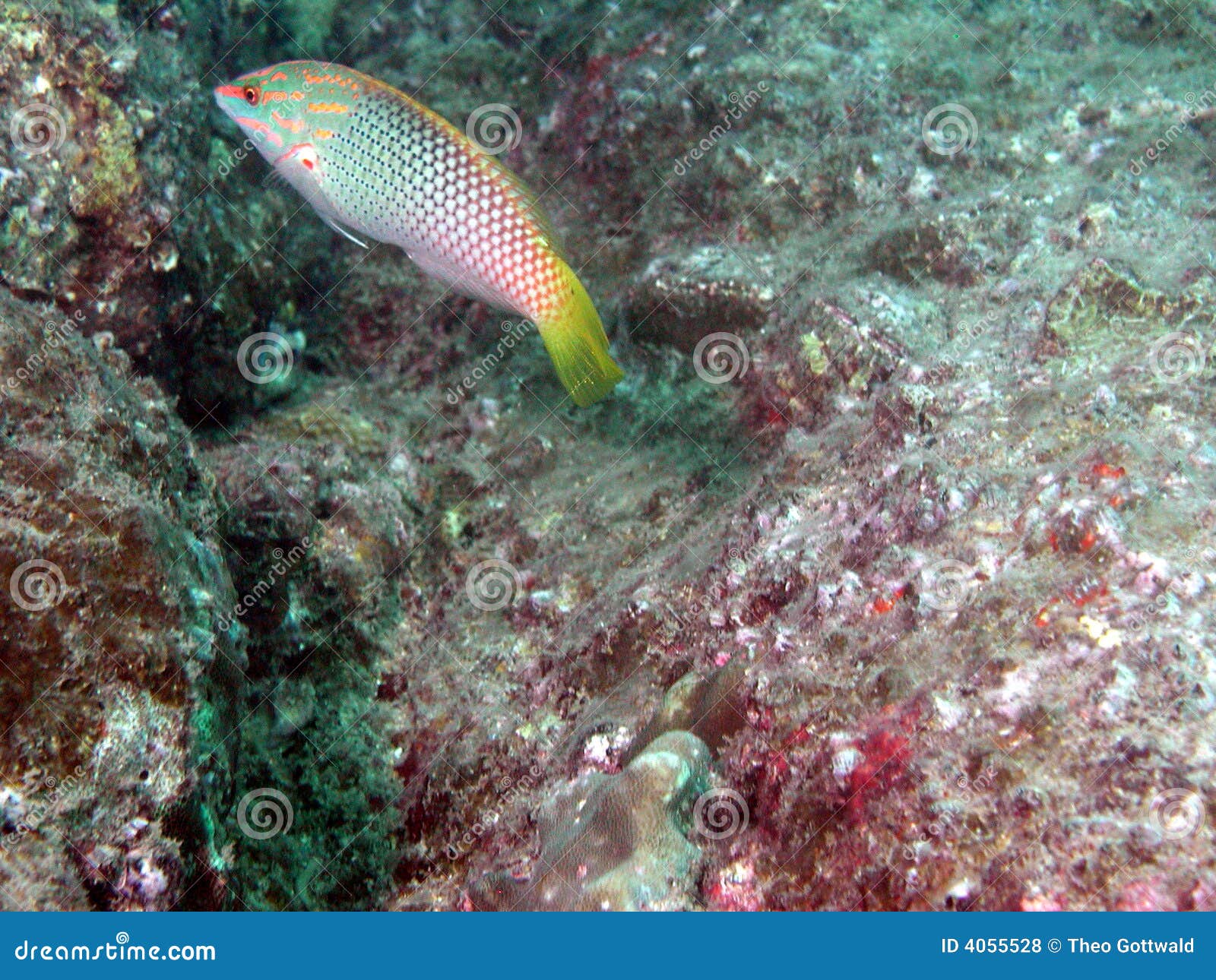 Fish in seascape stock photo. Image of colourful, ocean - 4055528