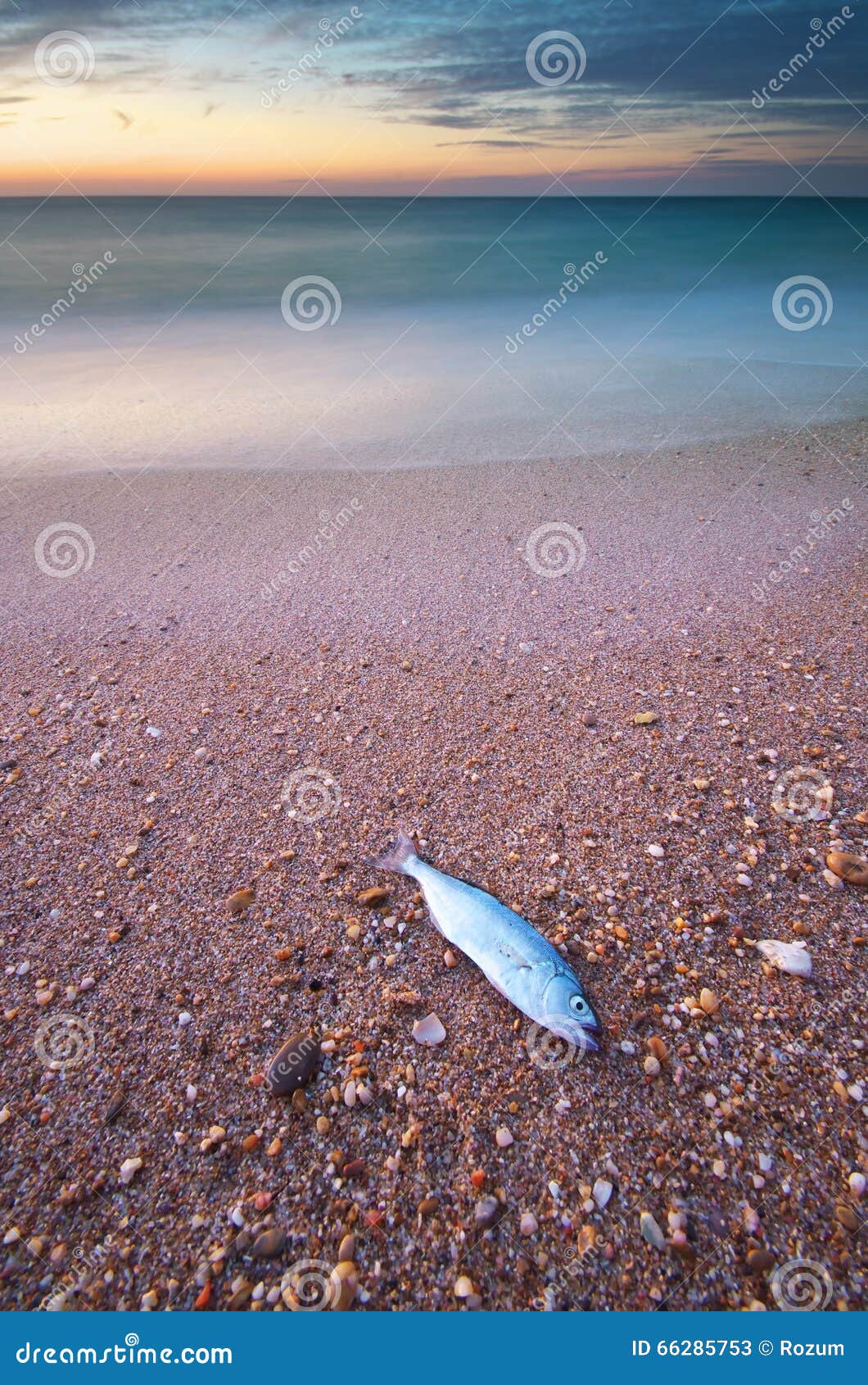 Fish on the seashore. stock image. Image of breathless - 66285753