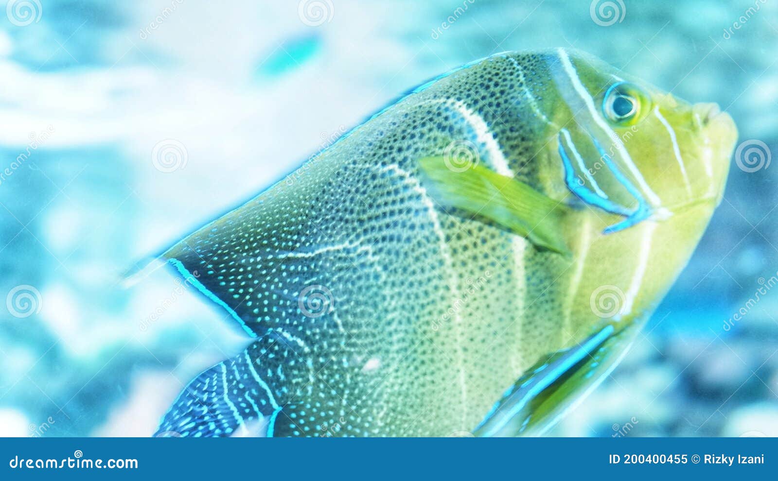 Fish in SeaWorld Aquarium Colour Amazing Editorial Image - Image of ...