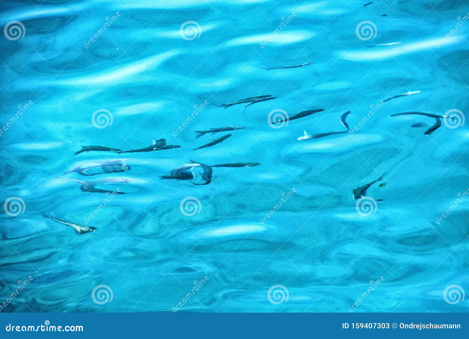 Fish Seen Over the Level of Sea Stock Image - Image of marine, diving ...