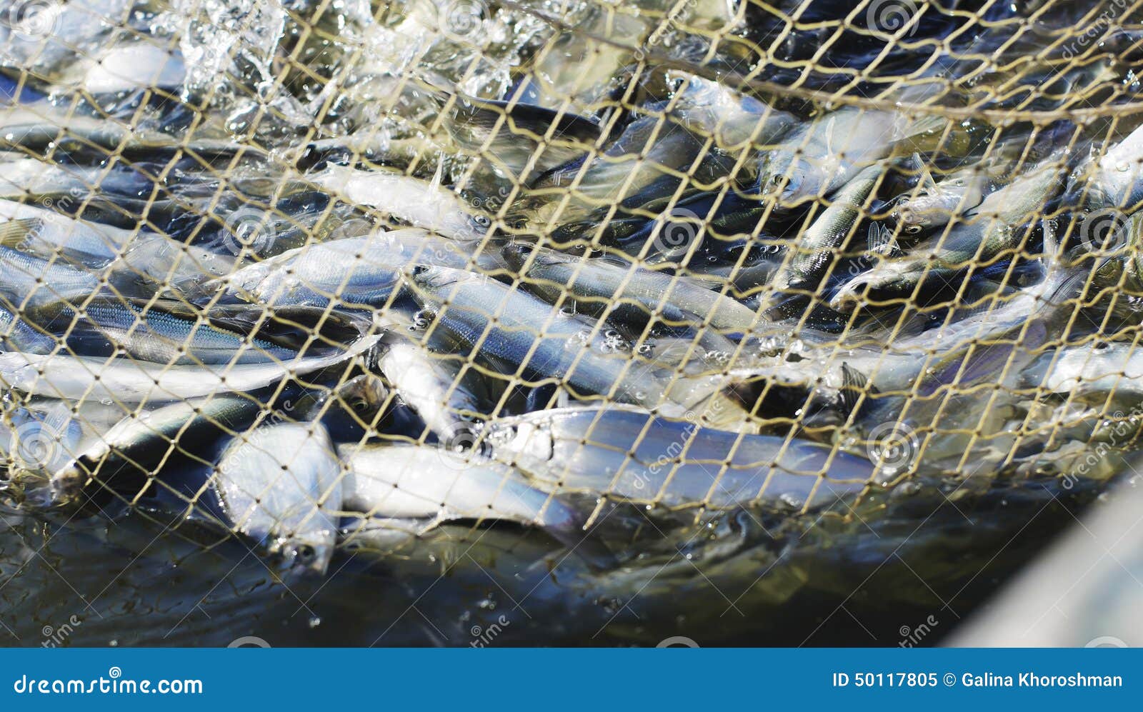 Fish in seine stock image. Image of piscatorial, mesh - 50117805