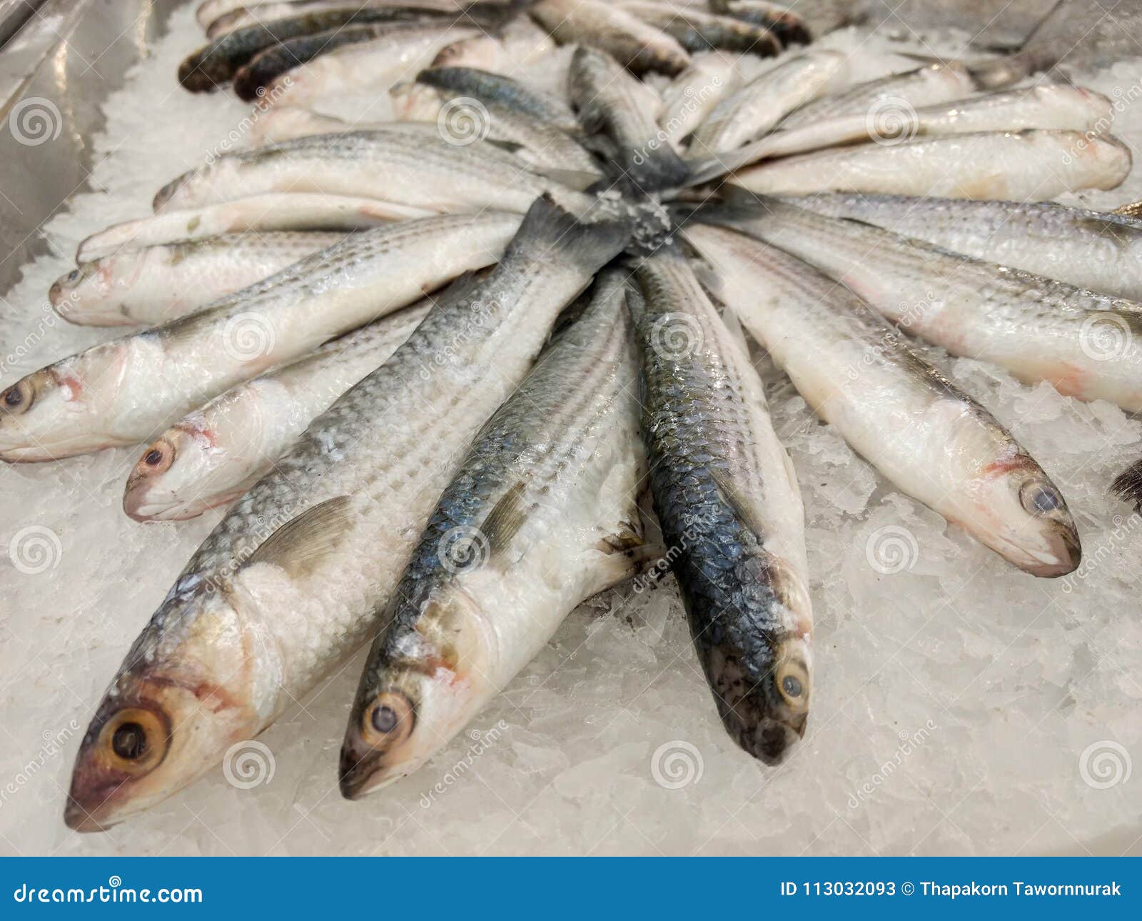 Fish for sell stock image. Image of catch, mullet, food - 113032093