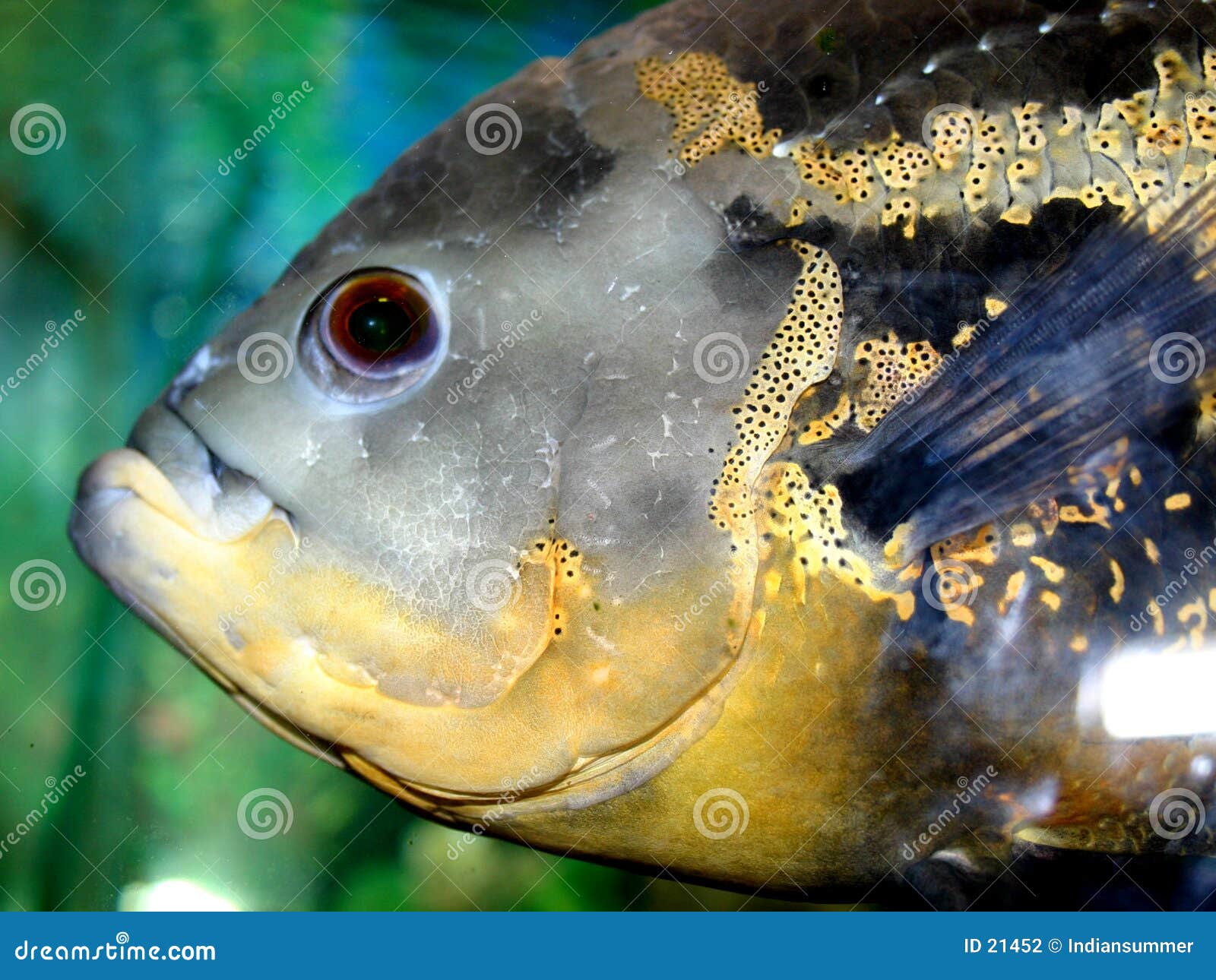 Fish series VI stock photo. Image of colored, decorative - 21452