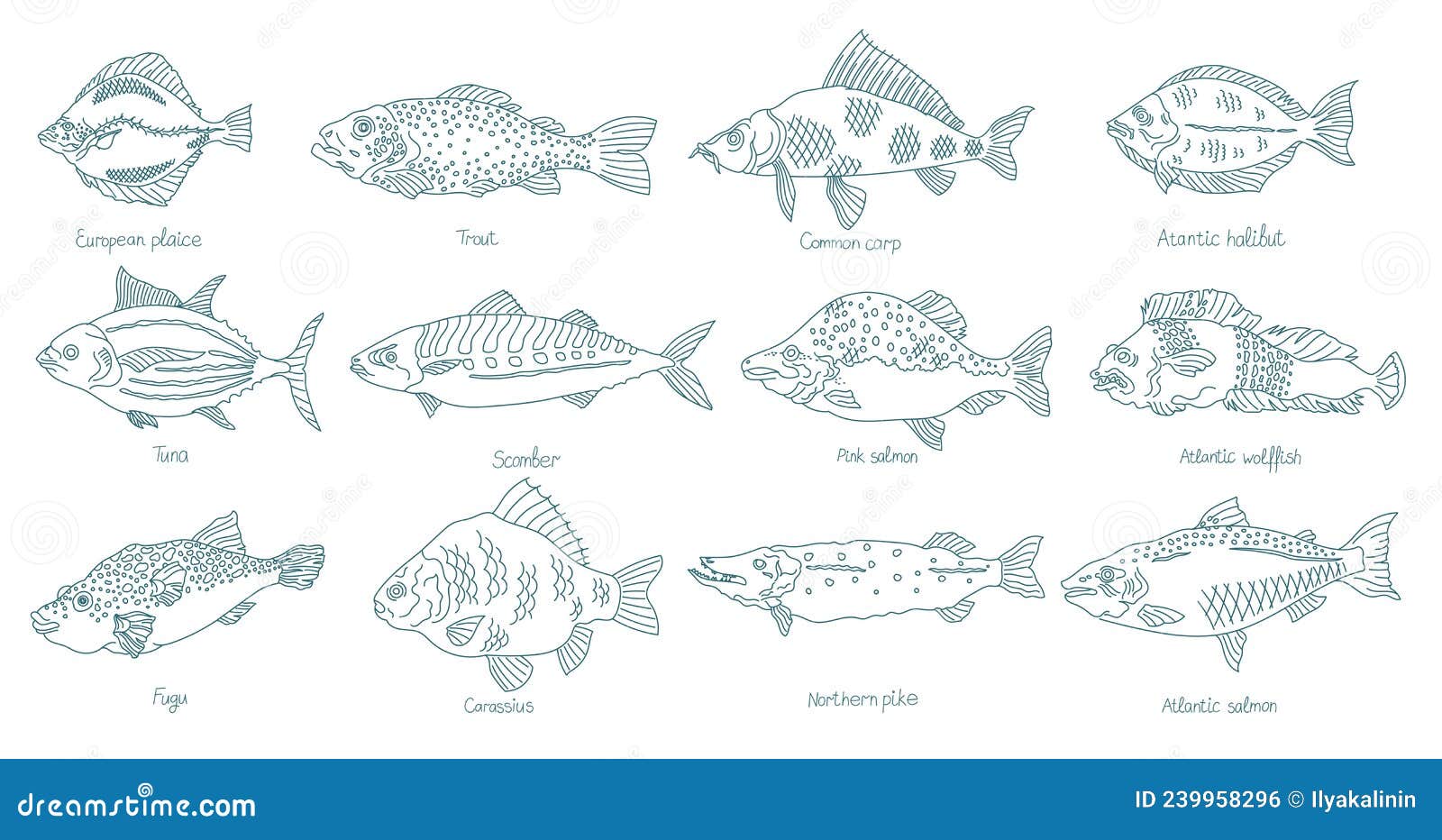 Fish Set. Different Types. Collection of Marine Animals. Hand-drawn ...