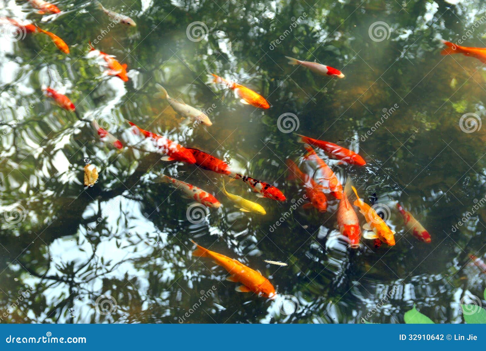 Fish shallow stock photo. Image of pool, numerous, bright - 32910642