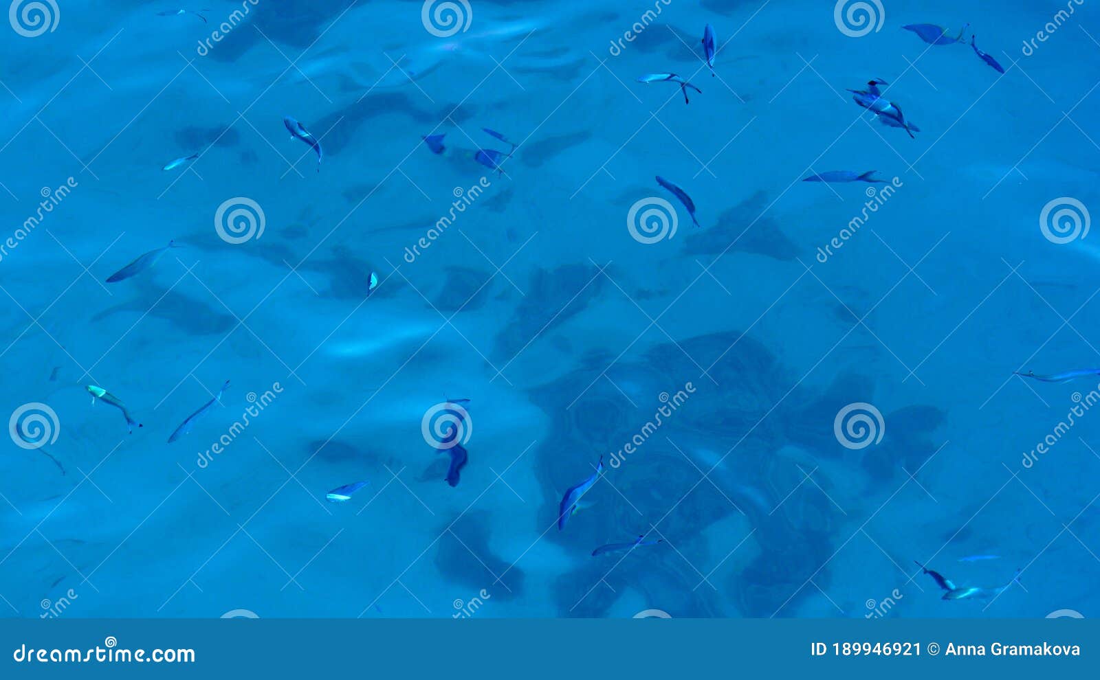Fish in shallow water stock image. Image of calm, ocean - 189946921
