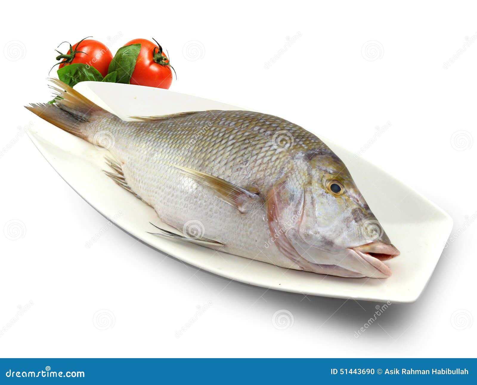 Fish (Shaour) stock photo. Image of seafood, fisheries - 51443690