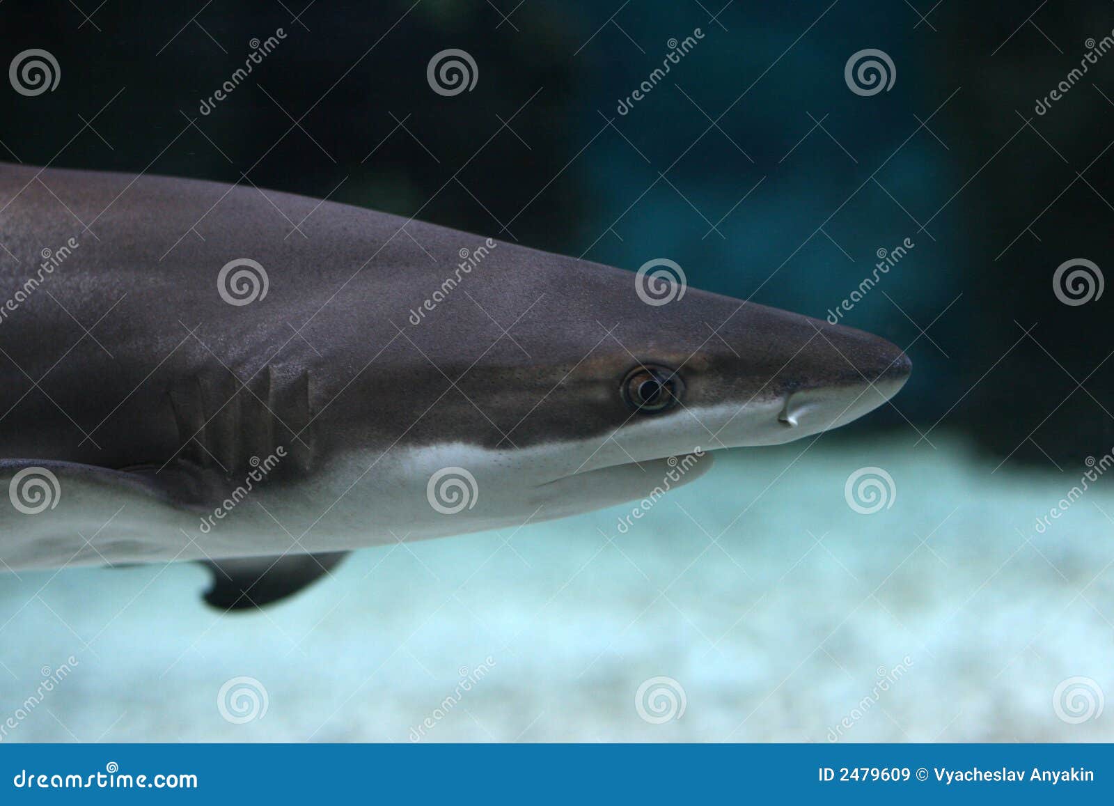 Fish. shark stock image. Image of tank, blue, marines - 2479609