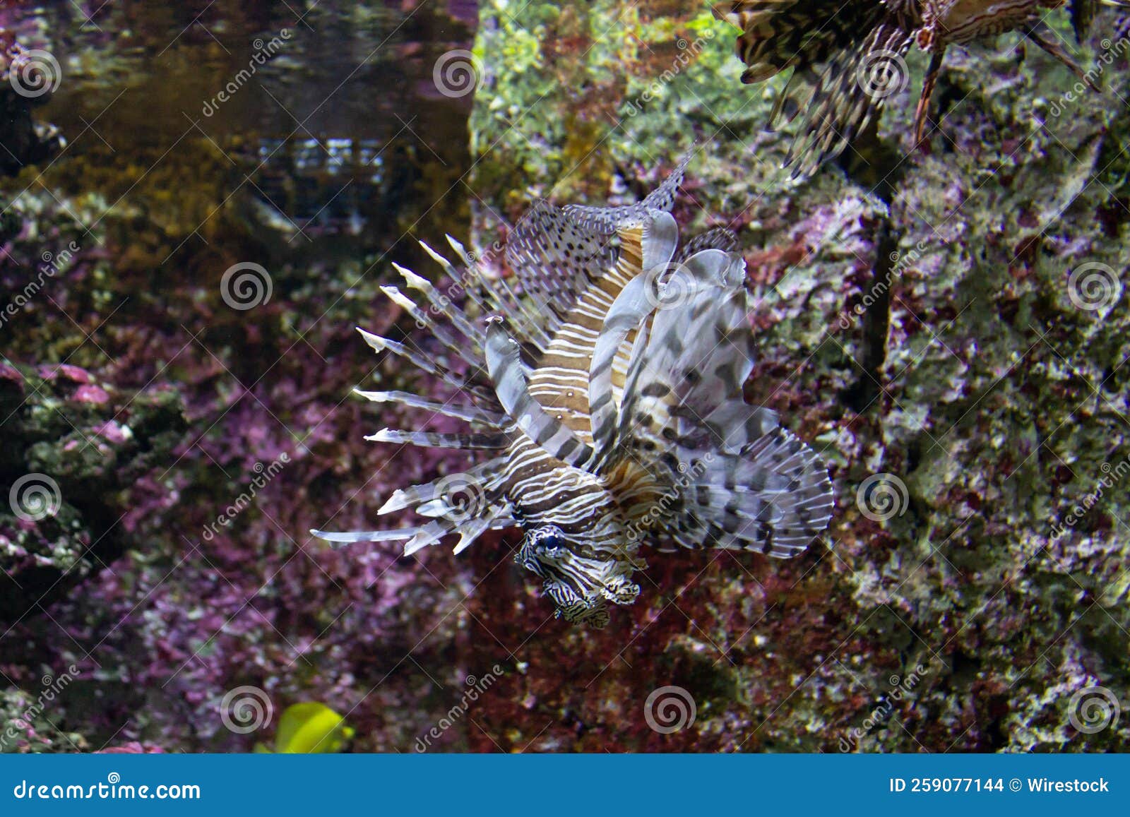 Fish with Sharp Spines Swimming Underwater Stock Photo - Image of ...