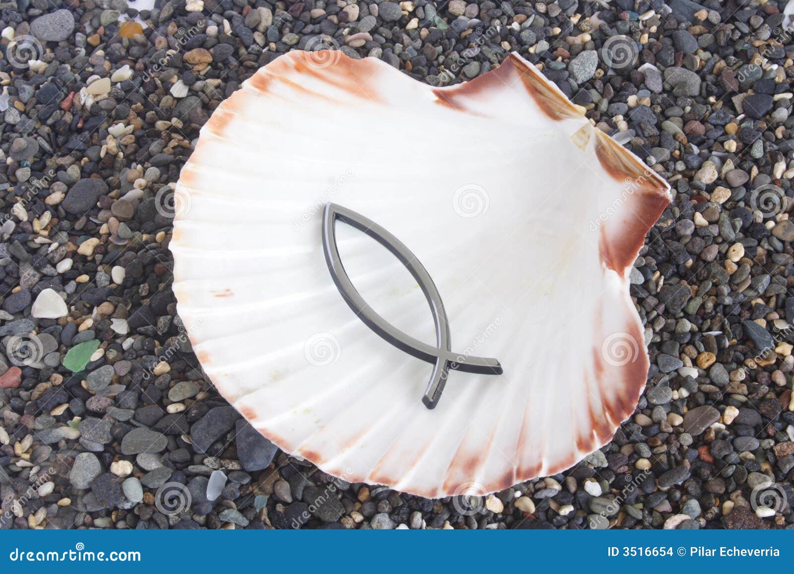 Fish and shell stock photo. Image of food, tropic, ground - 3516654