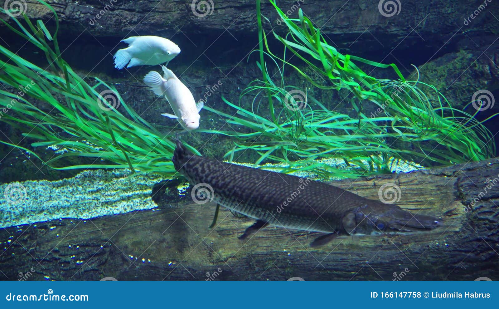 Fish Shell Pike in the Aquarium Stock Footage - Video of life, long ...