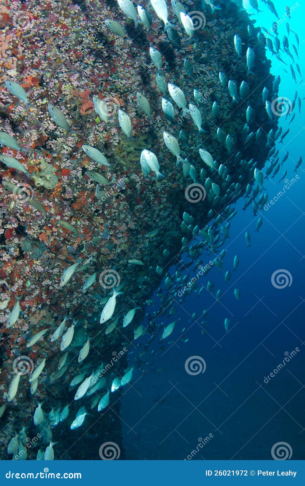 Fish on a Ship Wreck stock photo. Image of ocean, underwater - 26021972