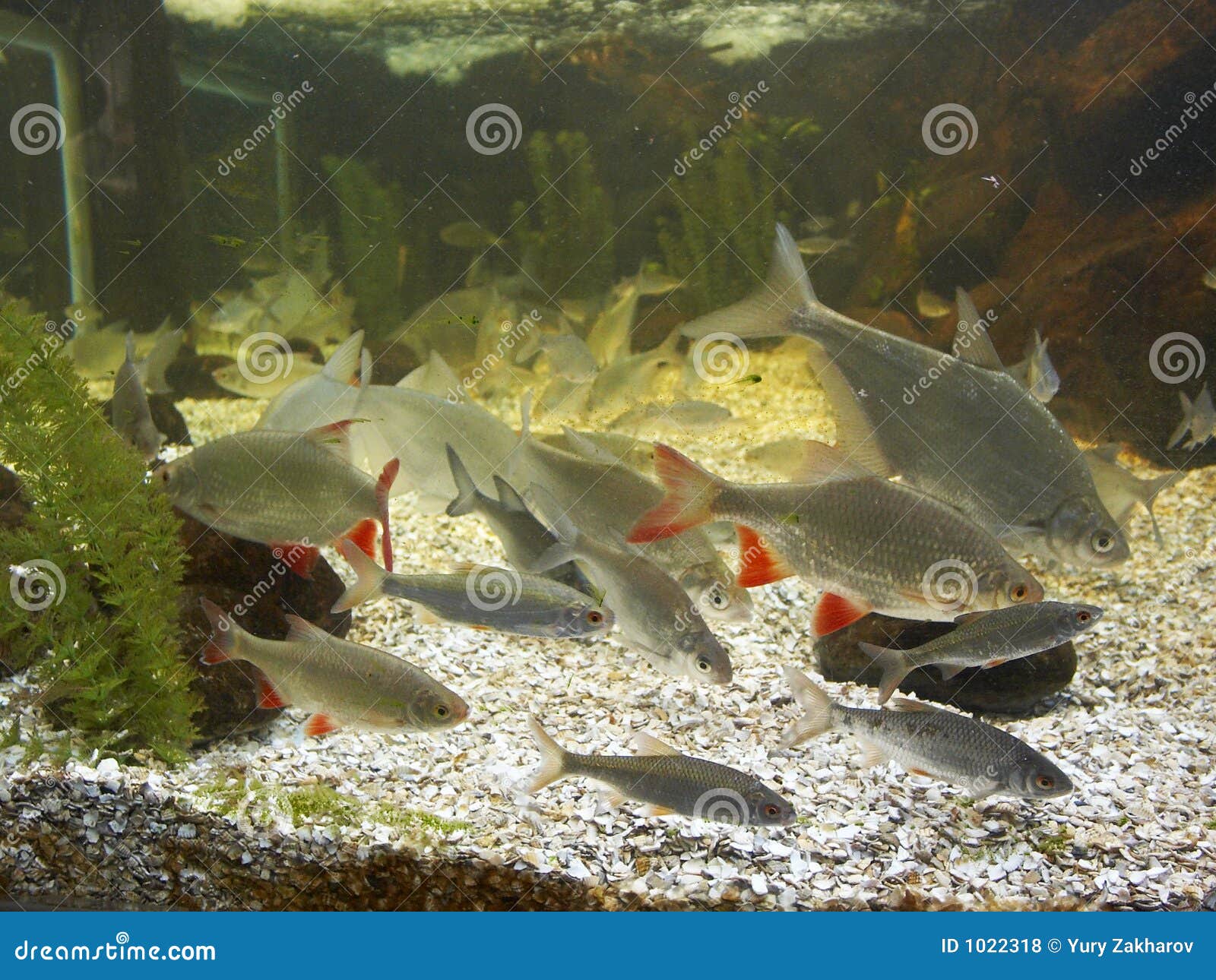 Fish shoal stock photo. Image of finland, close, gravel - 1022318