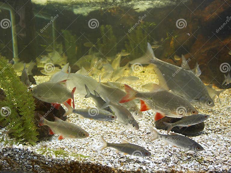 Fish shoal stock photo. Image of finland, close, gravel - 1022318