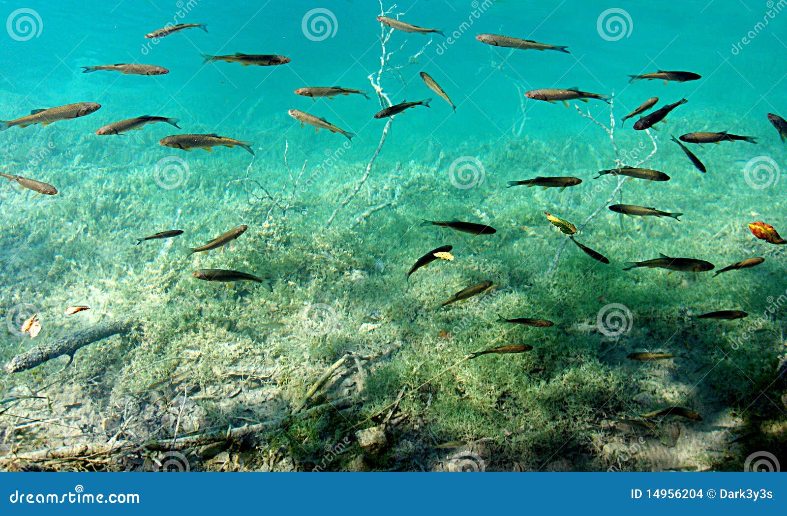 Underwater scenery stock photo. Image of scenery, animals - 14956204