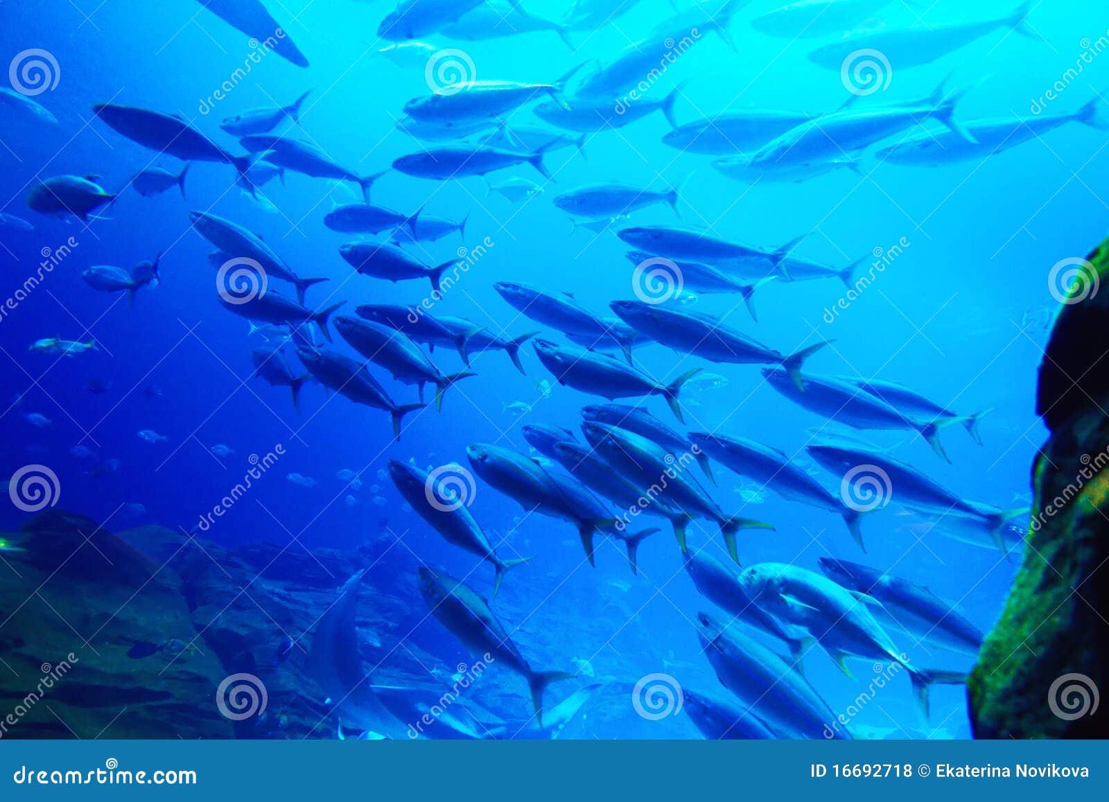 Fish shoal stock photo. Image of marine, shoal, stingray - 16692718