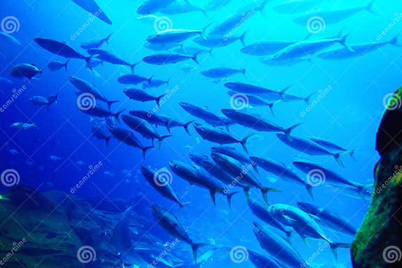 Fish shoal stock photo. Image of marine, shoal, stingray - 16692718