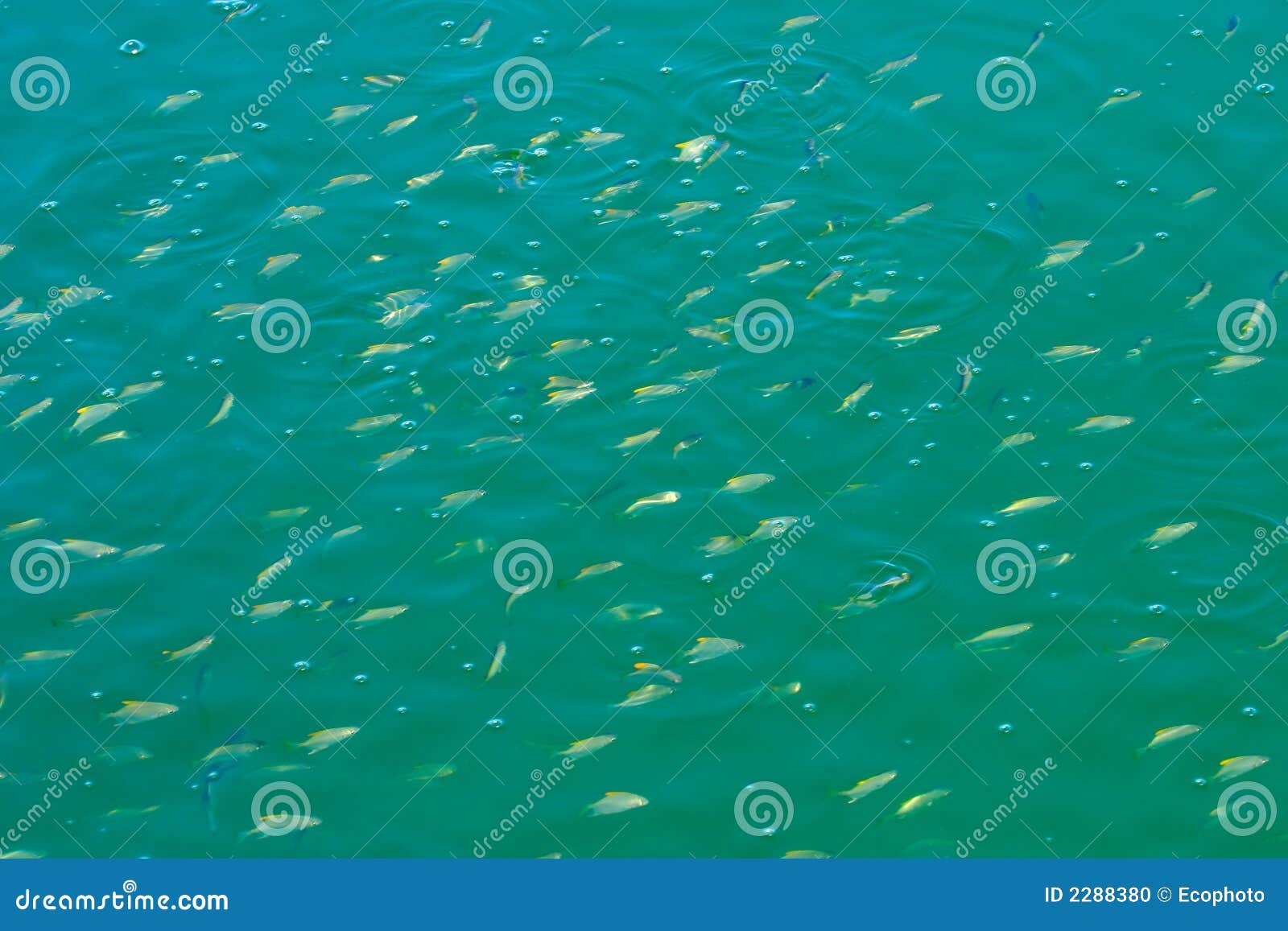 Fish shoal stock photo. Image of mozambique, africa, wildlife - 2288380