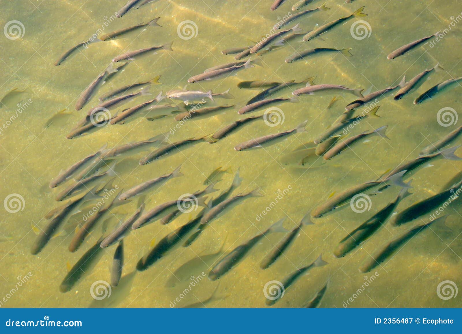 Fish shoal stock image. Image of scales, masses, transparent - 2356487