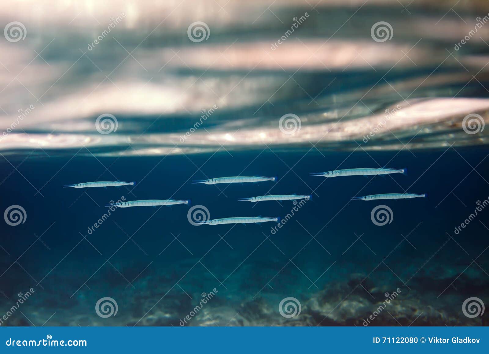 Fish shoal in the ocean stock photo. Image of school - 71122080