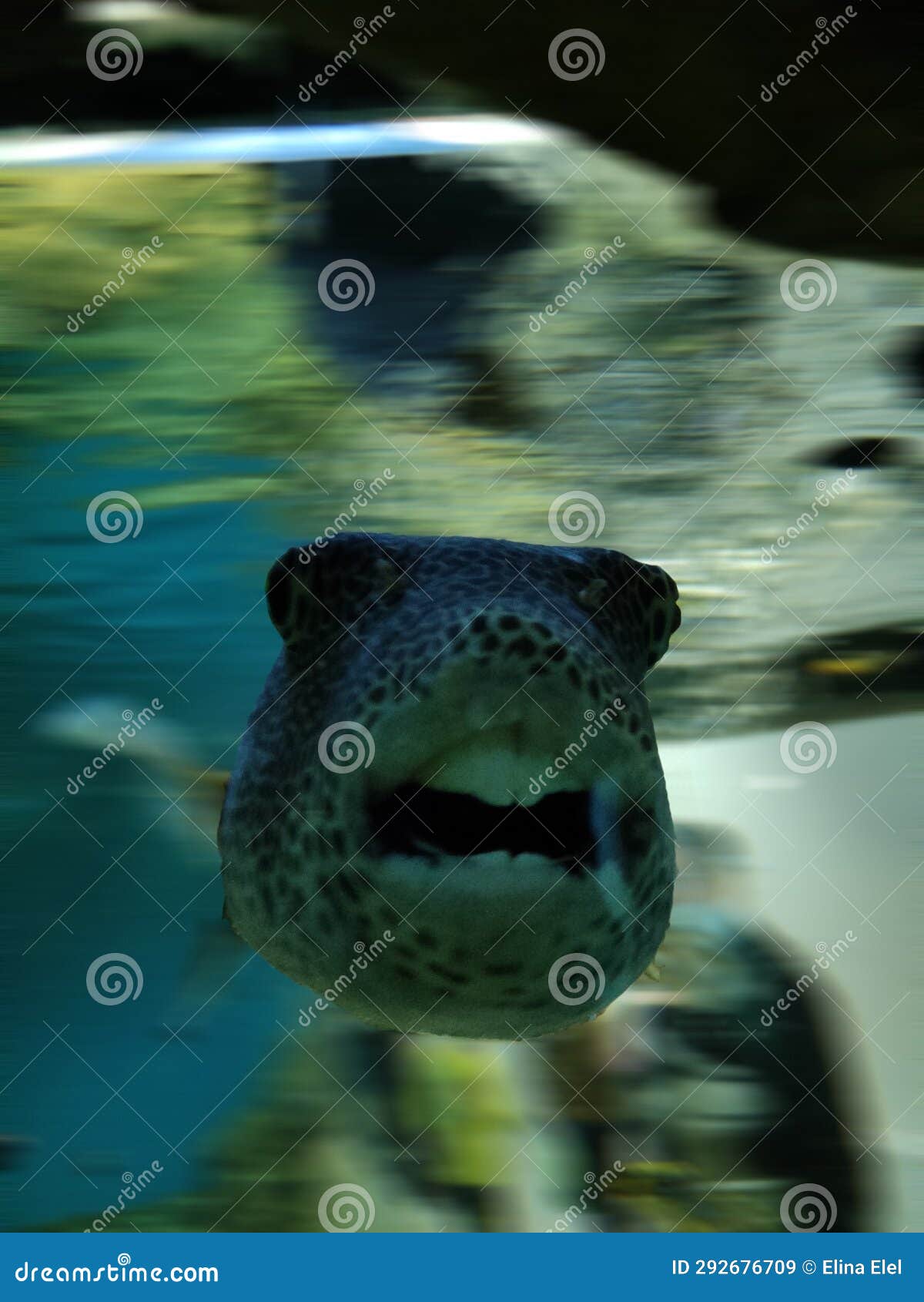 The Fish is Shocked, Arothron Stellatus, Star Pufferfish Stock Image ...