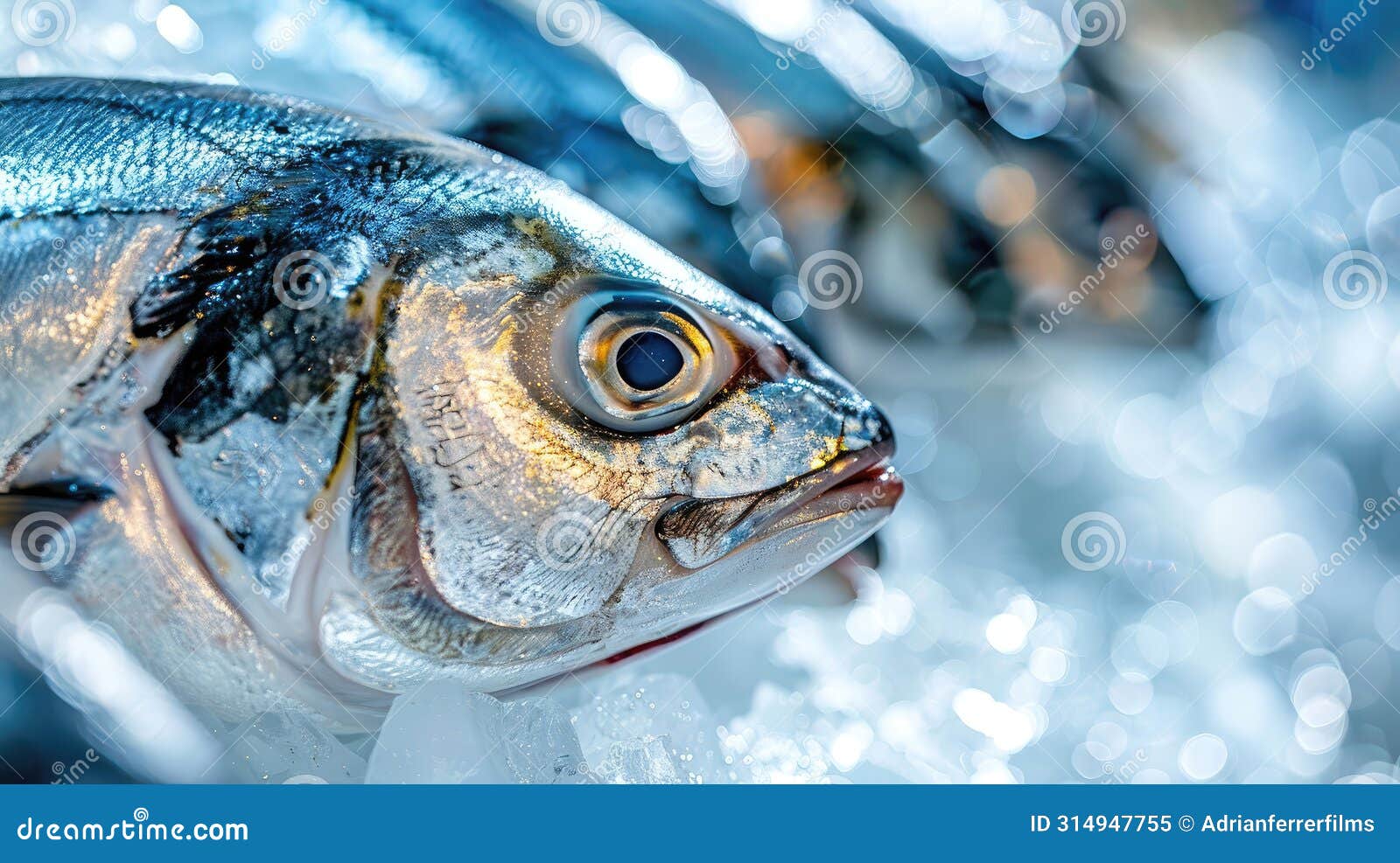 A Fish is Shown in a Tank with Ice Stock Image - Image of meat ...