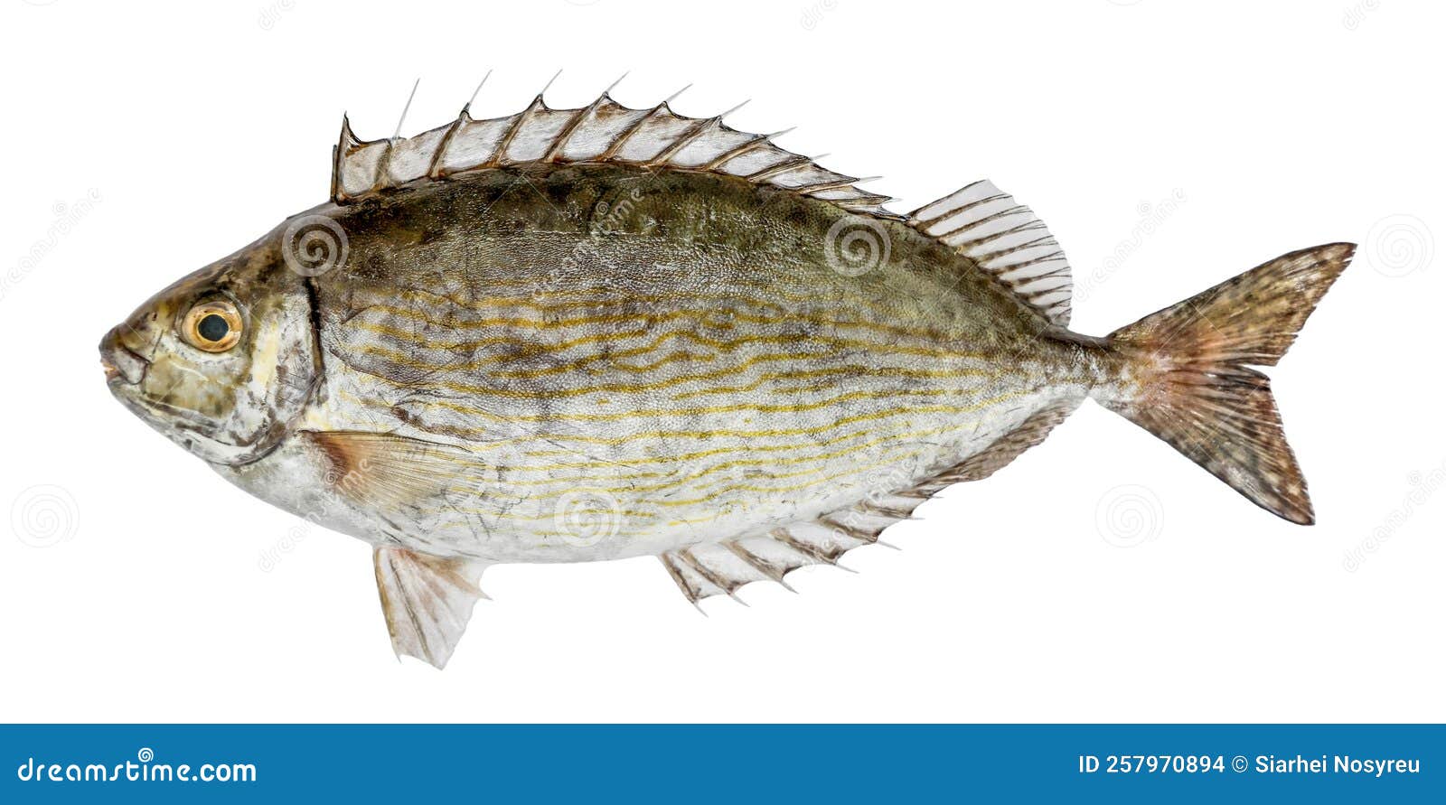 Dusky Spinefoot Stock Photos - Free & Royalty-Free Stock Photos from ...