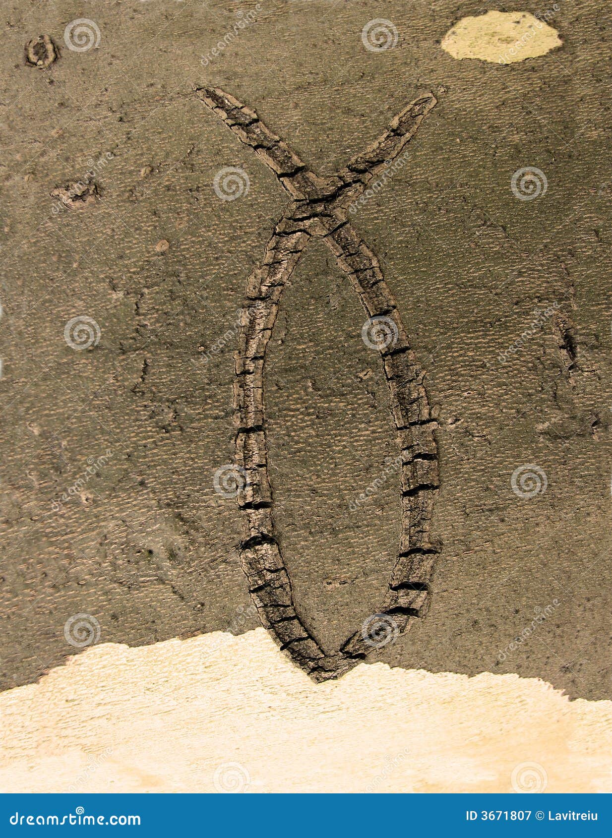 Fish sign stock image. Image of nature, scar, aged, rind - 3671807