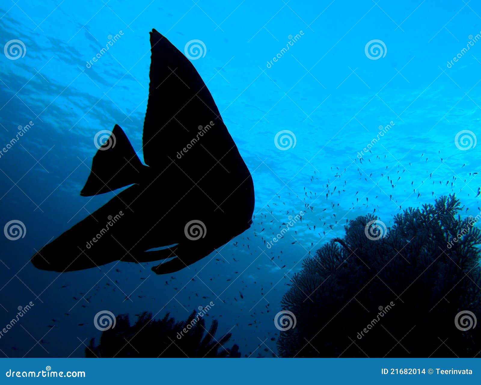 Platax Teira, Also Known As The Teira Batfish, Longfin Batfish, Longfin ...