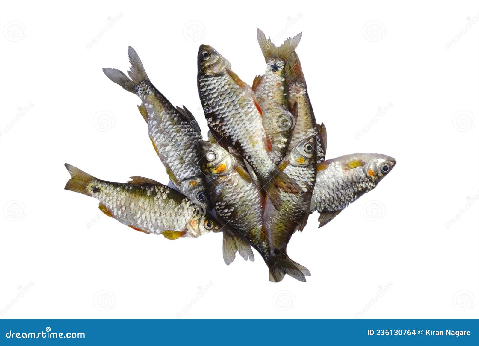 Fish Silver Bream with Scales Stock Photo - Image of bright, diet ...