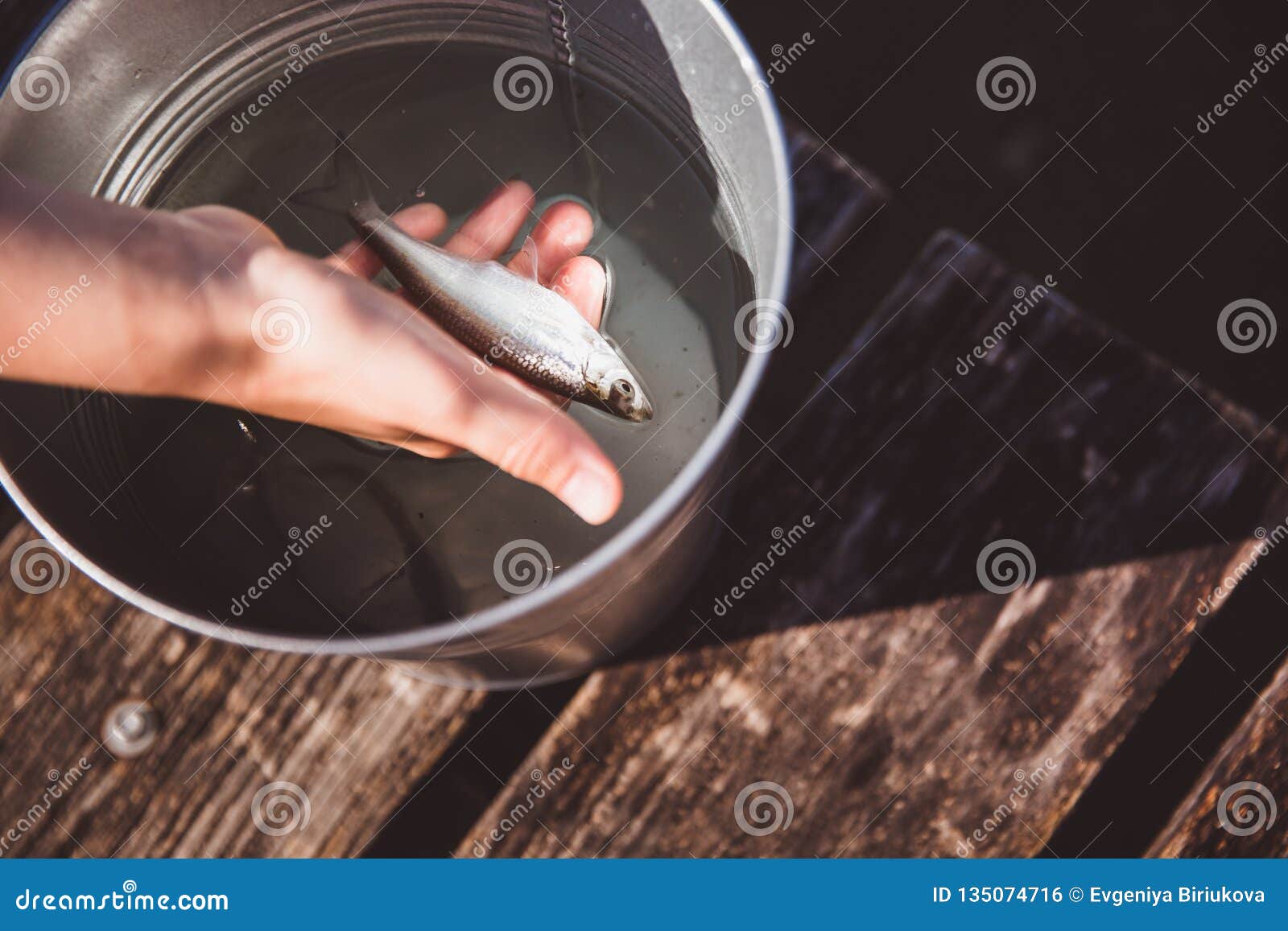 A Fish in a Silver Bucket in Hand Stock Photo - Image of fish, cooking ...