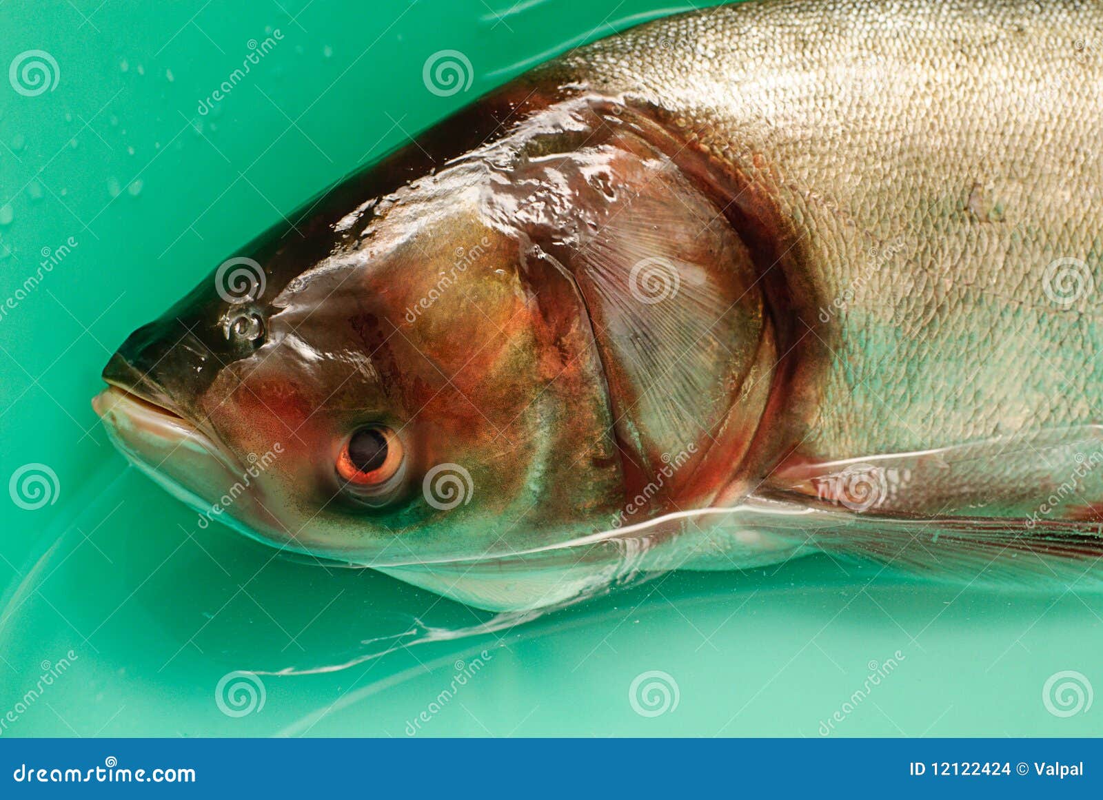 Fish silver carp in water stock photo. Image of herring - 12122424