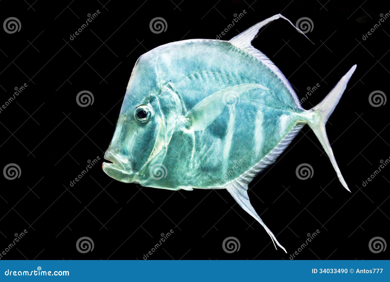 Fish Silver Moonfish,Lookdowns-Selene Vomer Stock Photo - Image of ...