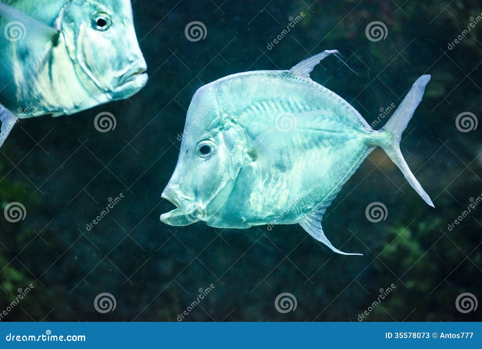 Fish Silver Moonfish,Lookdowns-Selene Vomer Stock Image - Image of ...
