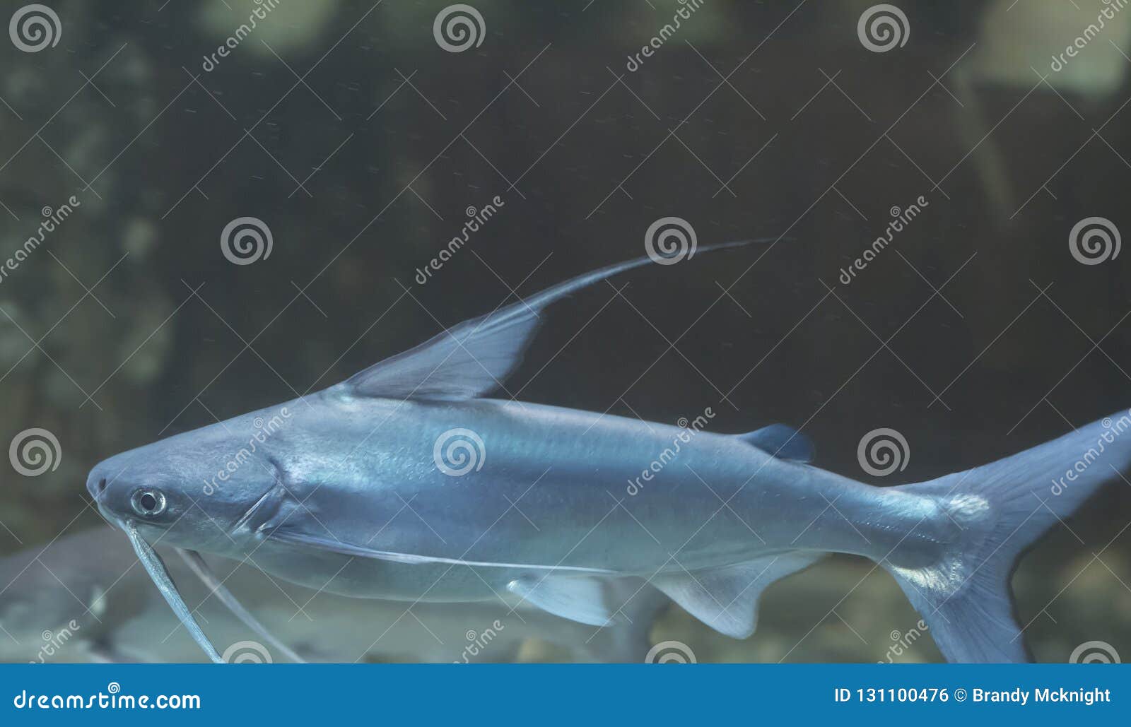 Silver Fish Swimming Around Underwater Stock Photo - Image of aquatic ...