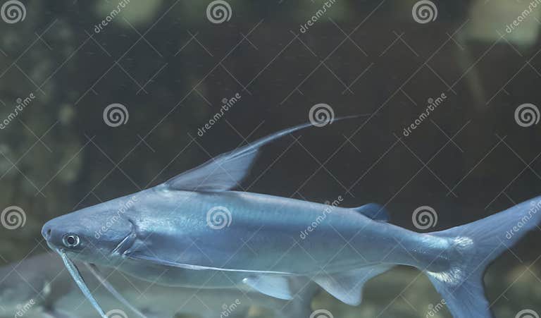 Silver Fish Swimming Around Underwater Stock Photo - Image of aquatic ...