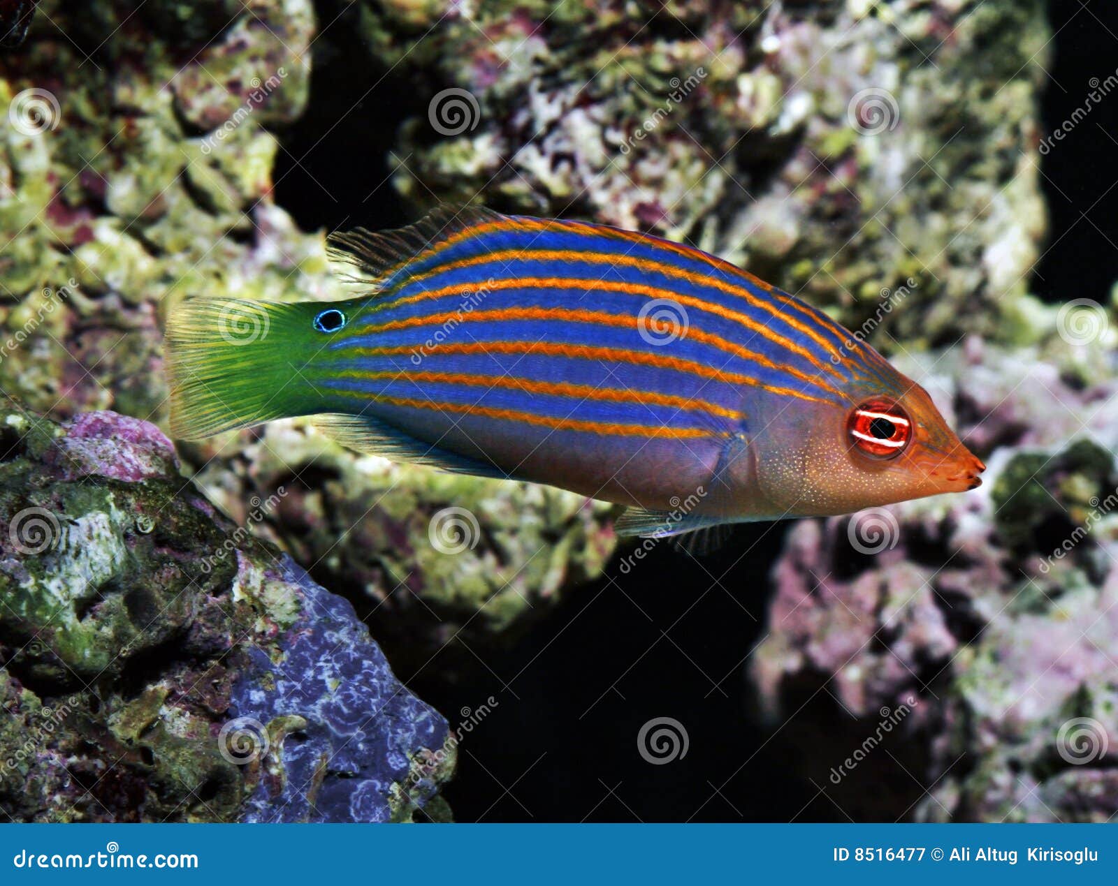Fish Six Line Wrasse - Pseudocheilinus Hexataenia Stock Image - Image ...