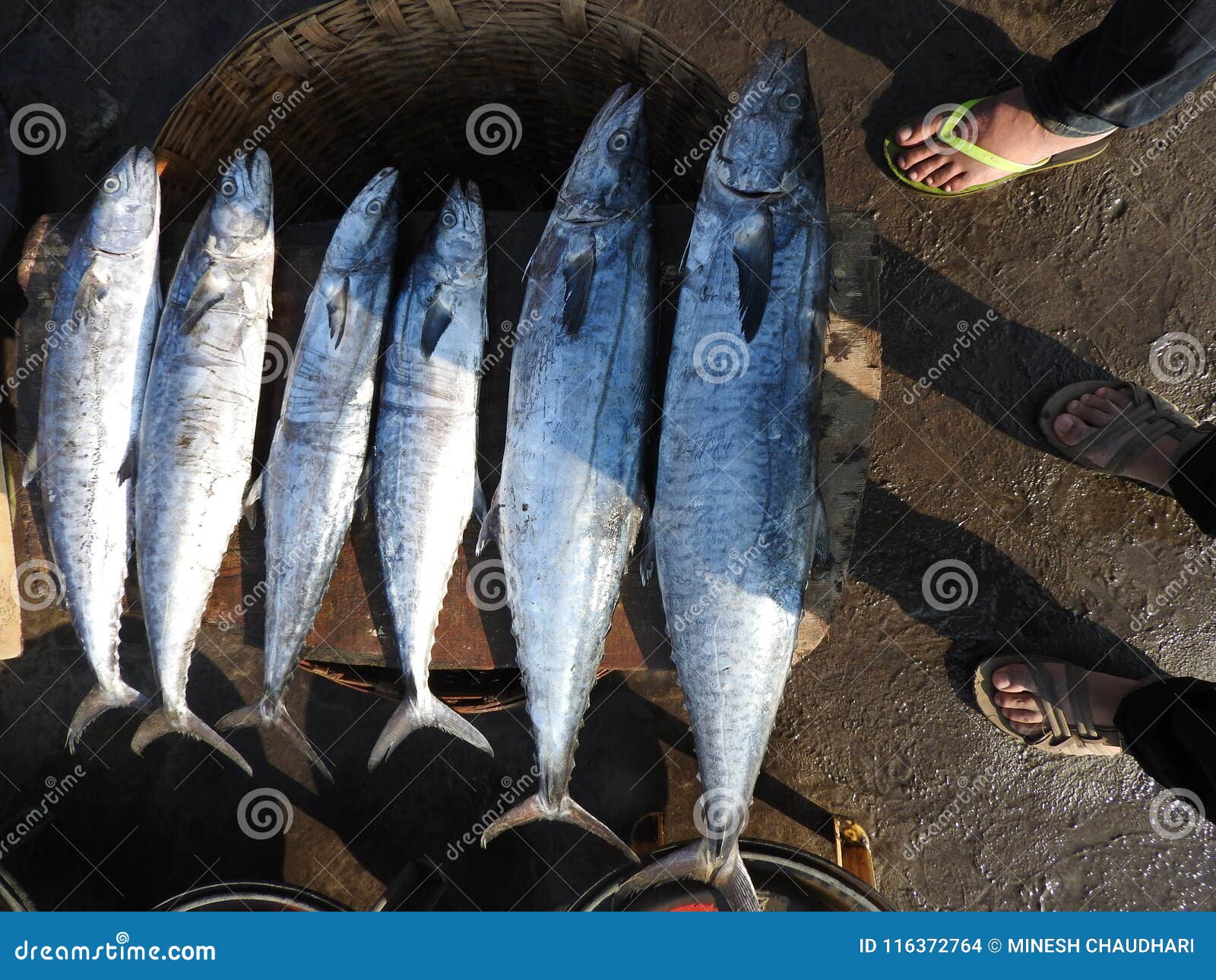 Fish size comparison stock photo. Image of size, comparison - 116372764