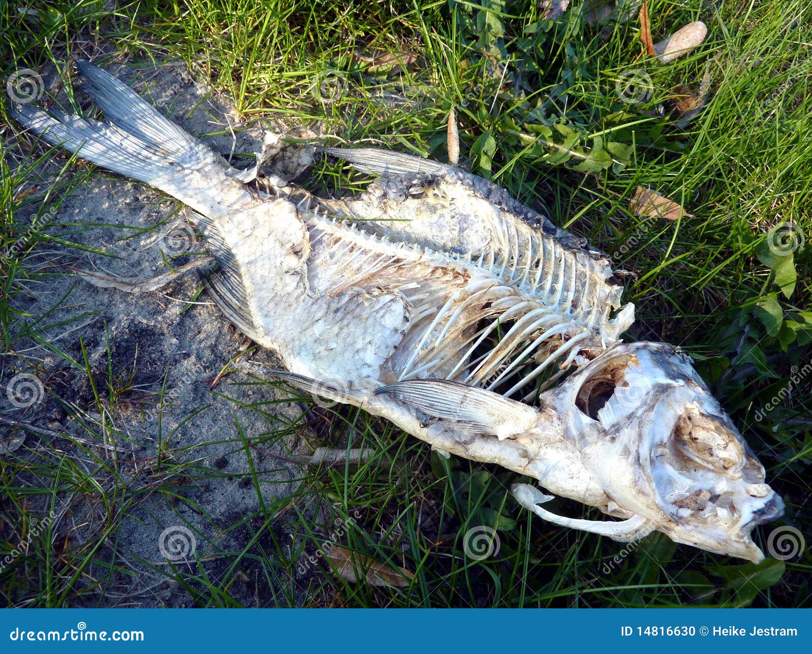 Fish skeleton stock photo. Image of stranded, grass, skeleton - 14816630