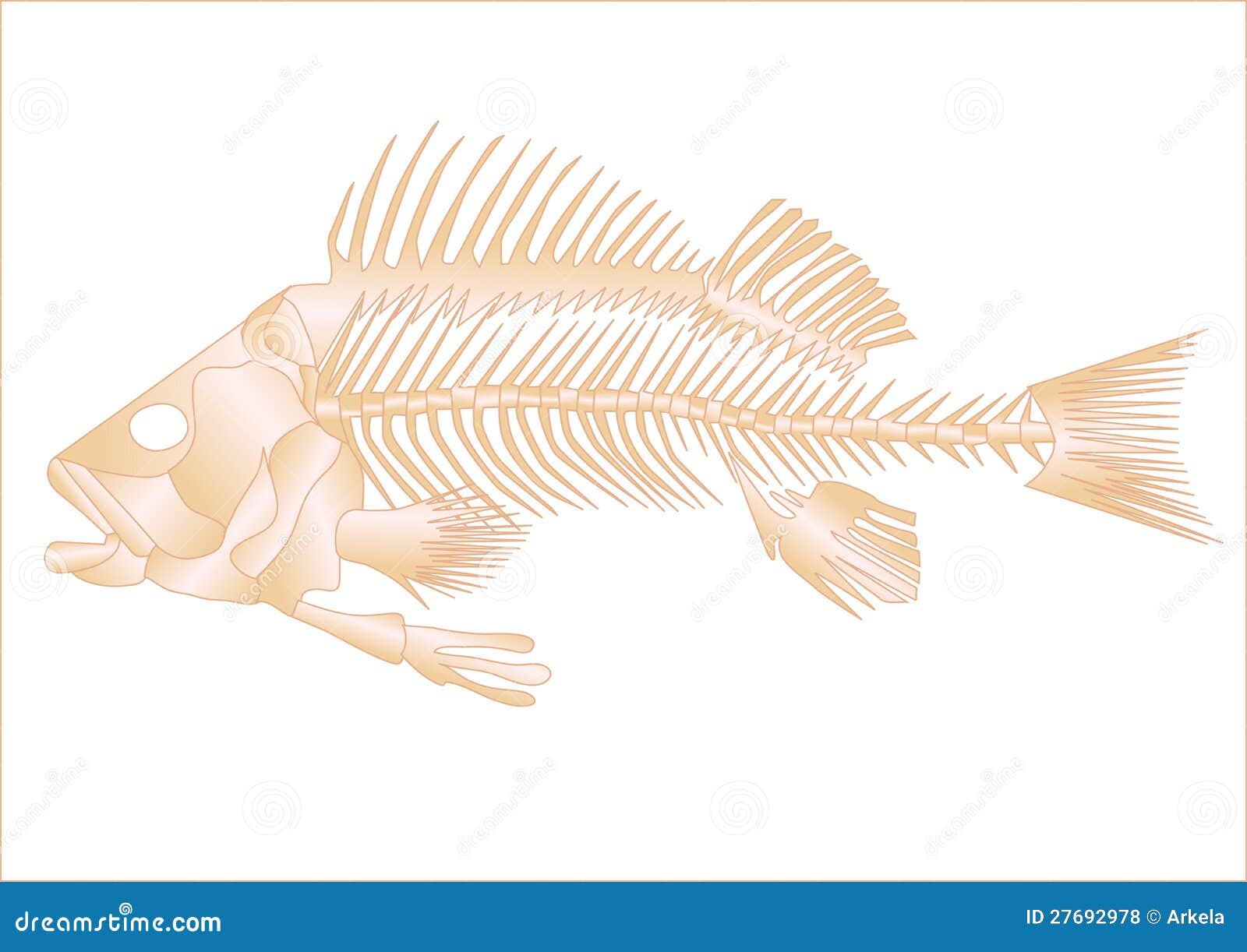 Fish Skeleton Stock Illustrations – 3,104 Fish Skeleton Stock ...