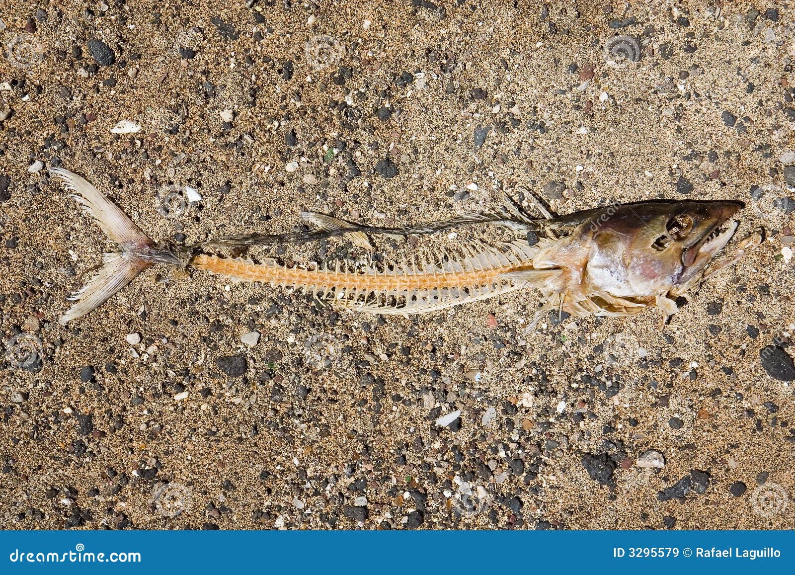 Fish skeleton stock image. Image of shore, caudal, backbone - 3295579