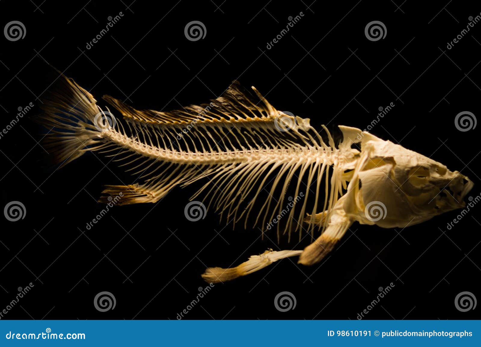 Fish Skeleton Picture. Image: 98610191