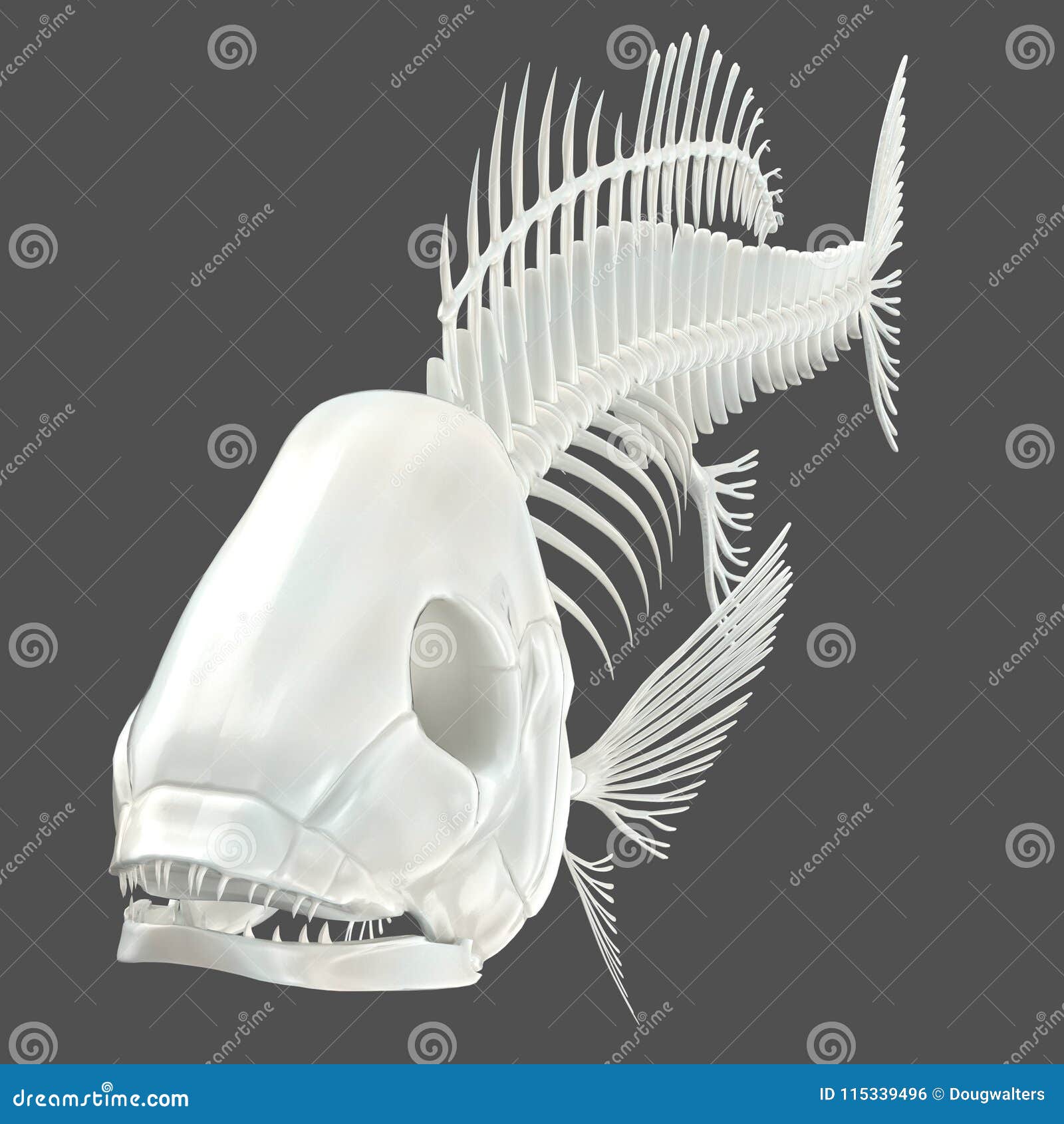 Fish Skeleton 01 stock illustration. Illustration of fish - 115339496