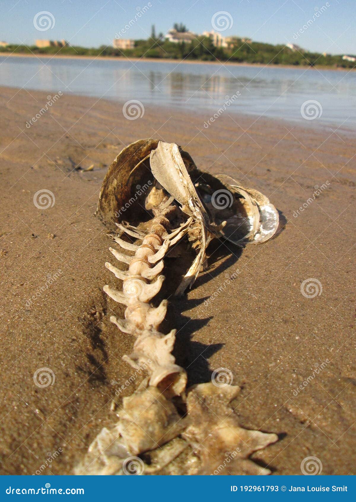 Fish Skeleton on Beach with Head and Spine Stock Image - Image of ...